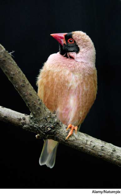 American Heritage Dictionary Entry: quelea