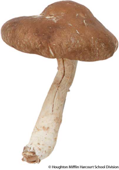 American Heritage Dictionary Entry: shiitake