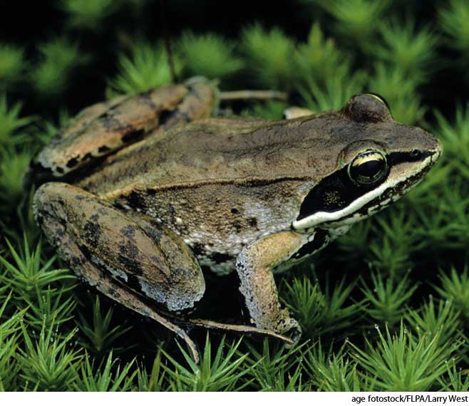 American Heritage Dictionary Entry: wood frog